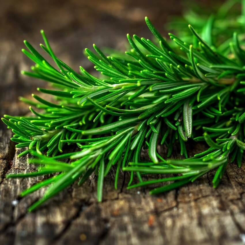 Ekstrakt rozmarynu 20% (kwas karnozowy) - Rosemary 20 - Exeller N.V.